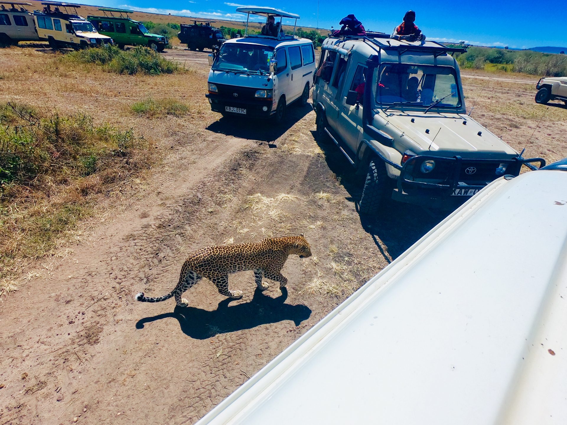 0~100最速はFerrari？いえいえCheetahです！ | Free Life Share